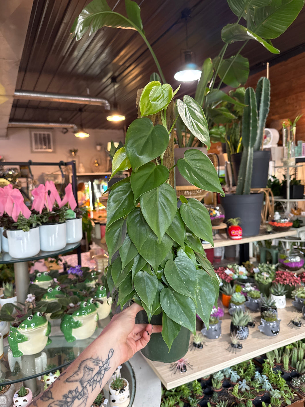 6” POLE HEARTLEAF PHILODENRON – Petals by Peyton